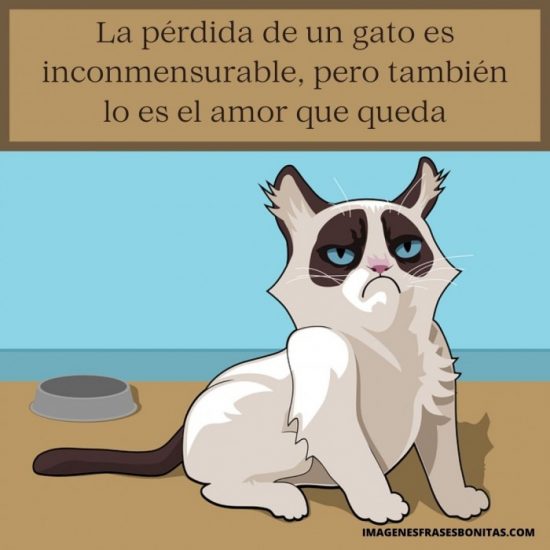 Mejores dedicatorias para un gato fallecido con frases de despedida