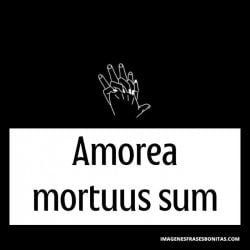 Frases de Amor en LATÍN 【Con Traducción e Imágenes】